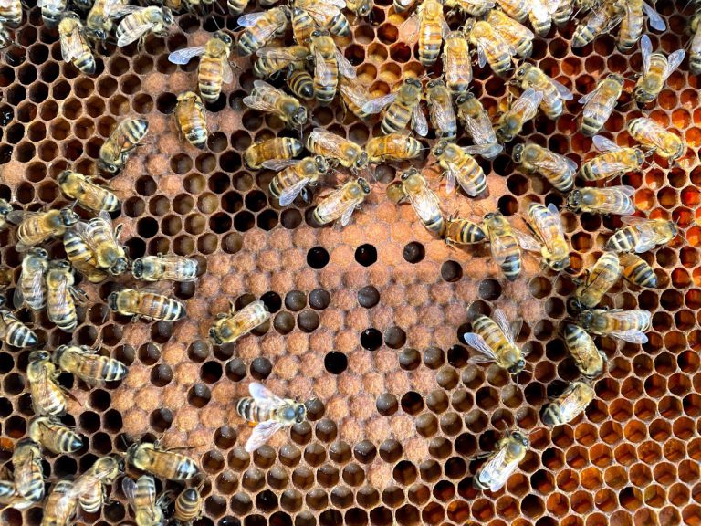 Aprendiendo de Abejas: Mini-serie en audio para el apicultor ...