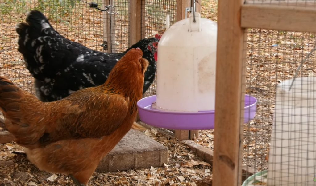 Curso en linea: Manejo de Aves de Corral en Florida - UF/IFAS Extension Hardee County