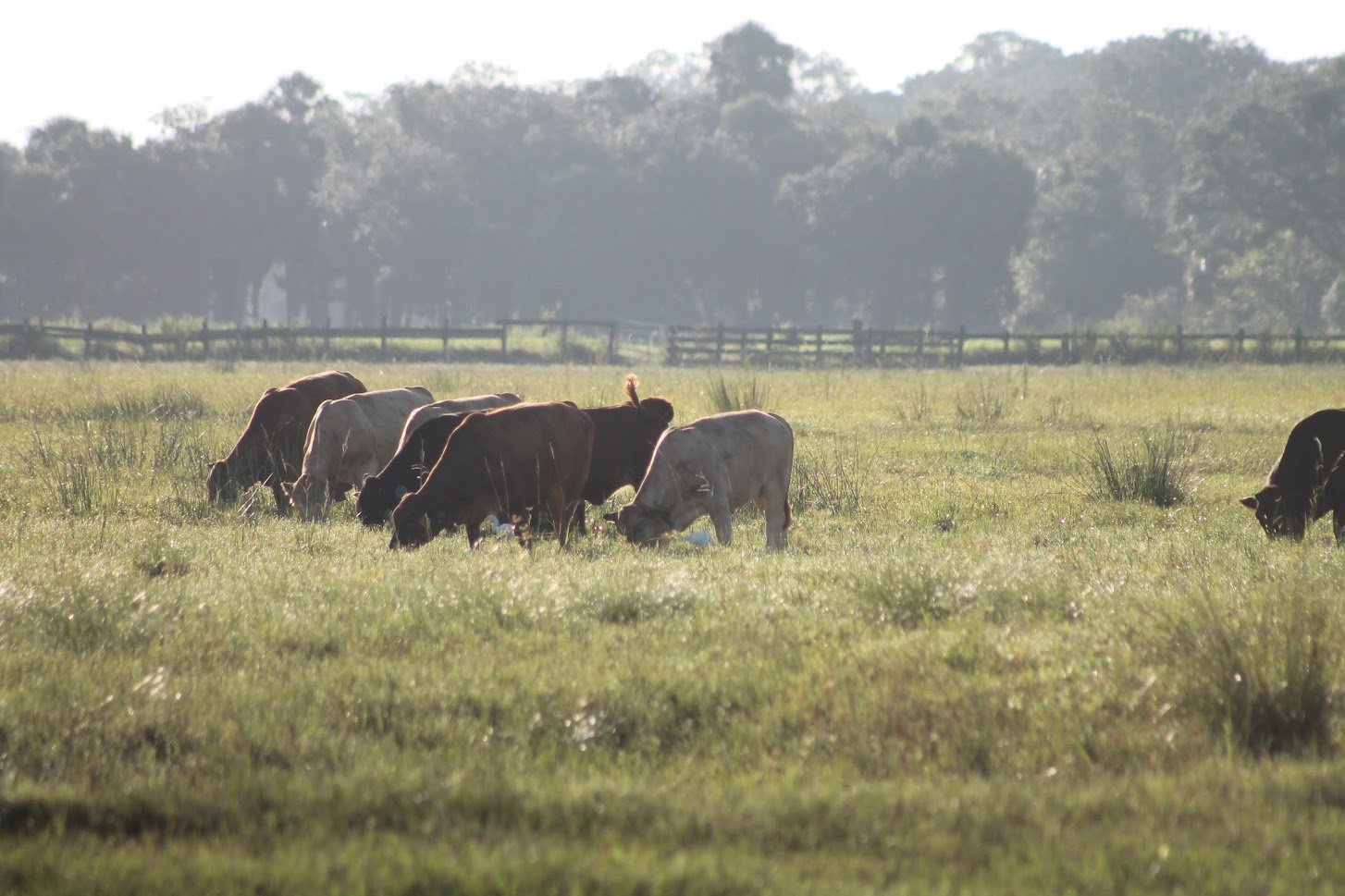 Striking Zebra Swallowtail Butterfly in Florida Relies on Sound Pasture ...