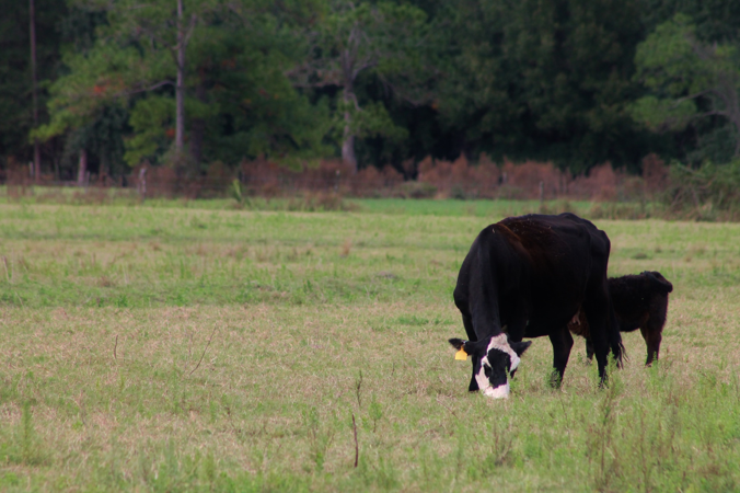 Raising the Bar: How to Improve Beef Cattle Reproduction for a More ...