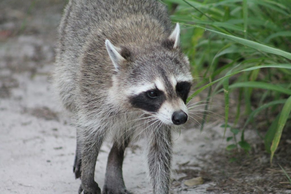 Ruling the roost: Showing predators who is the boss of your backyard ...