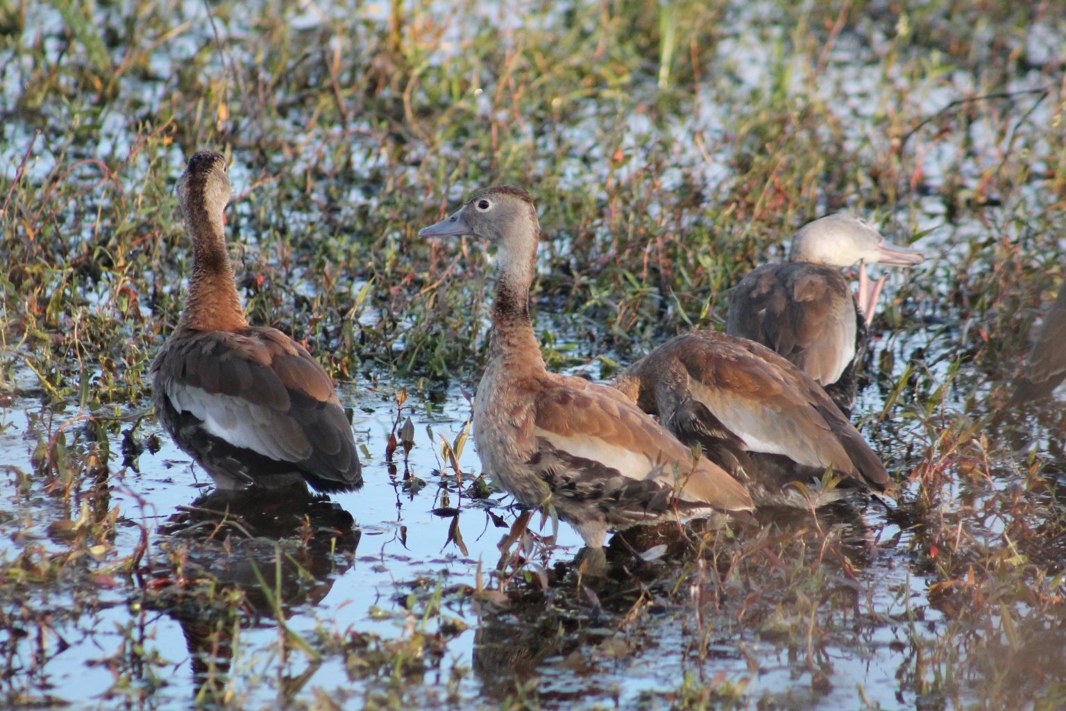 Highly Pathogenic Bird Flu and its potential impact on Florida ...