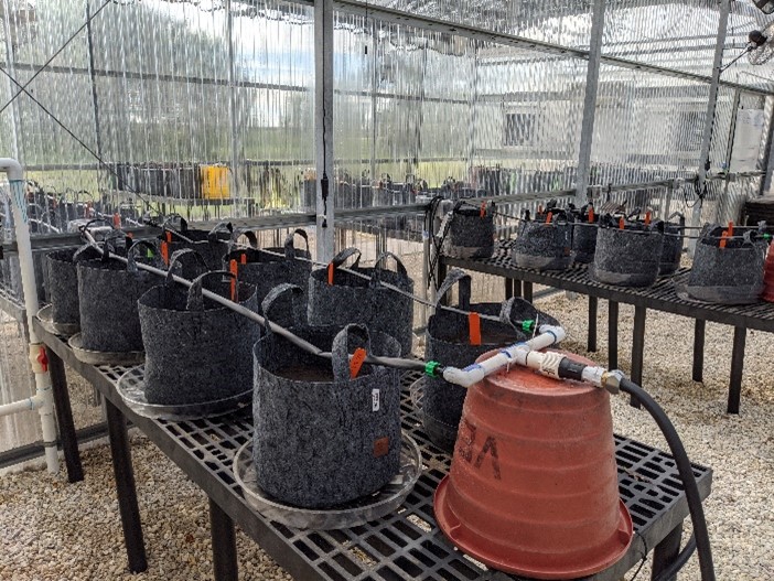 Sulfur Amendments to Lower Soil pH - UF/IFAS Extension Hendry County