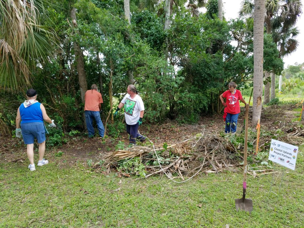 500 Native Coastal Plants Replace Invasive Vegetation - UF/IFAS ...