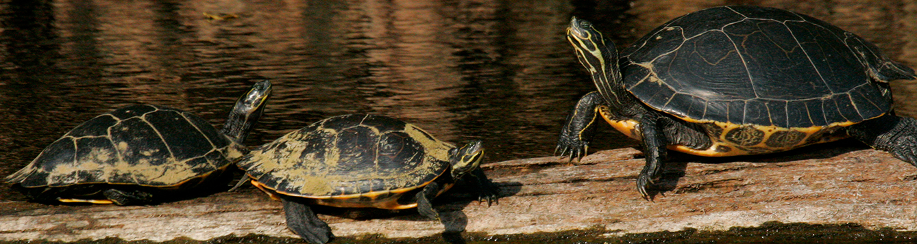 Native Turtles of Florida - UF/IFAS Extension Hernando County