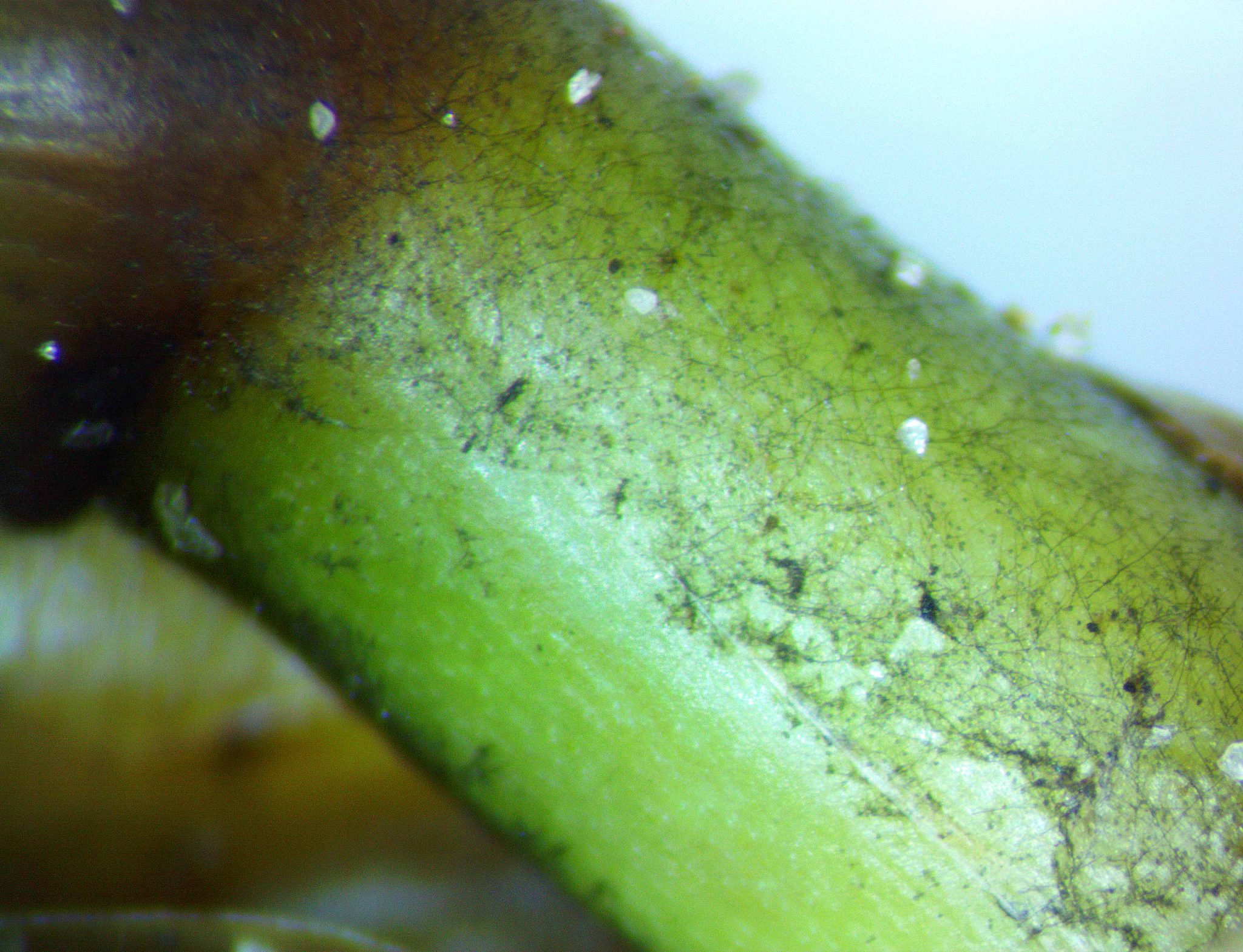 Don't Let This Disease Take Your Lawn! - UF/IFAS Extension Hernando County