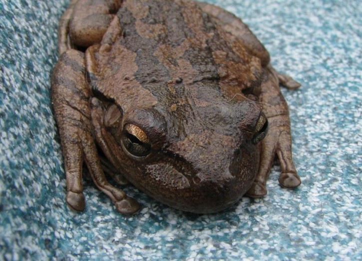 Wildlife and Invasive Species Education (WISE) Species Profile: The ...