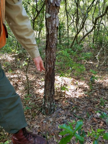 Wildlife & Invasive Species Education™ (WISE) Species Profile: Wild ...