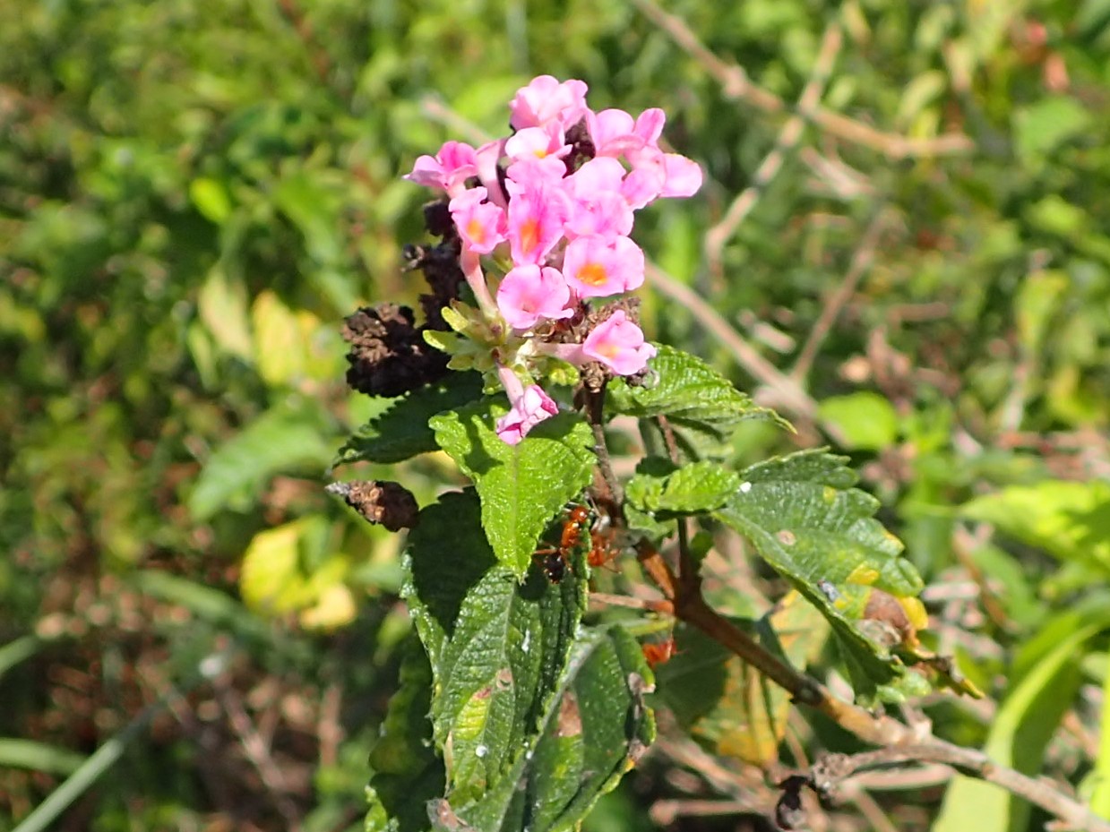 Silent Invader: Lantana - UF/IFAS Extension Highlands County