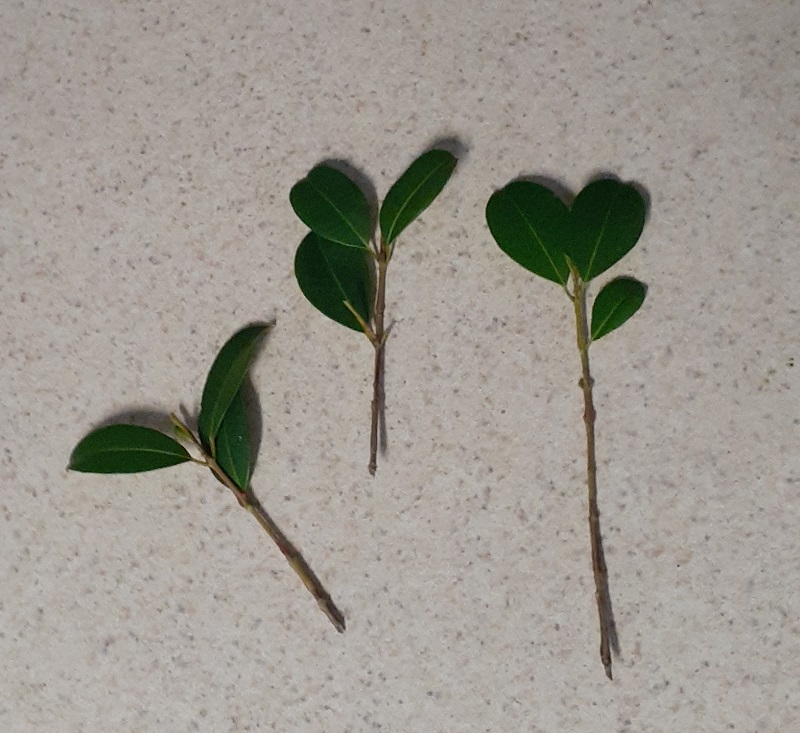 Easy Tips to Rooting Plants - UF/IFAS Extension Highlands County