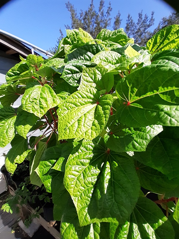 Incredible Edible Landscaping - UF/IFAS Extension Highlands County