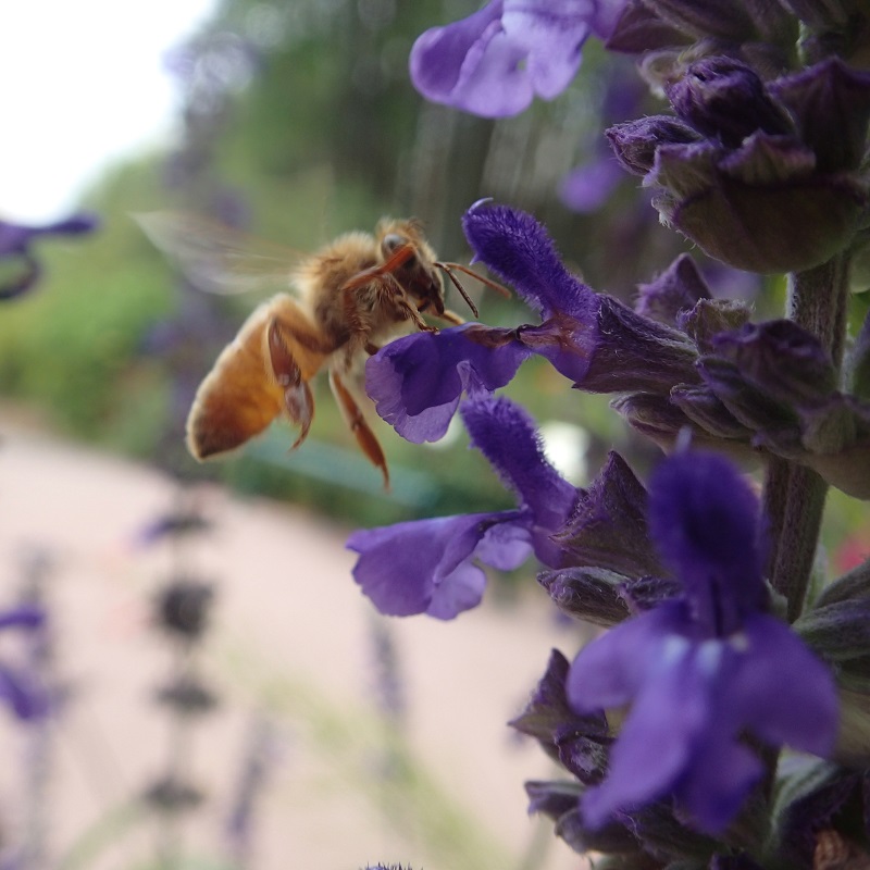 The Bees are Coming. - UF/IFAS Extension Highlands County
