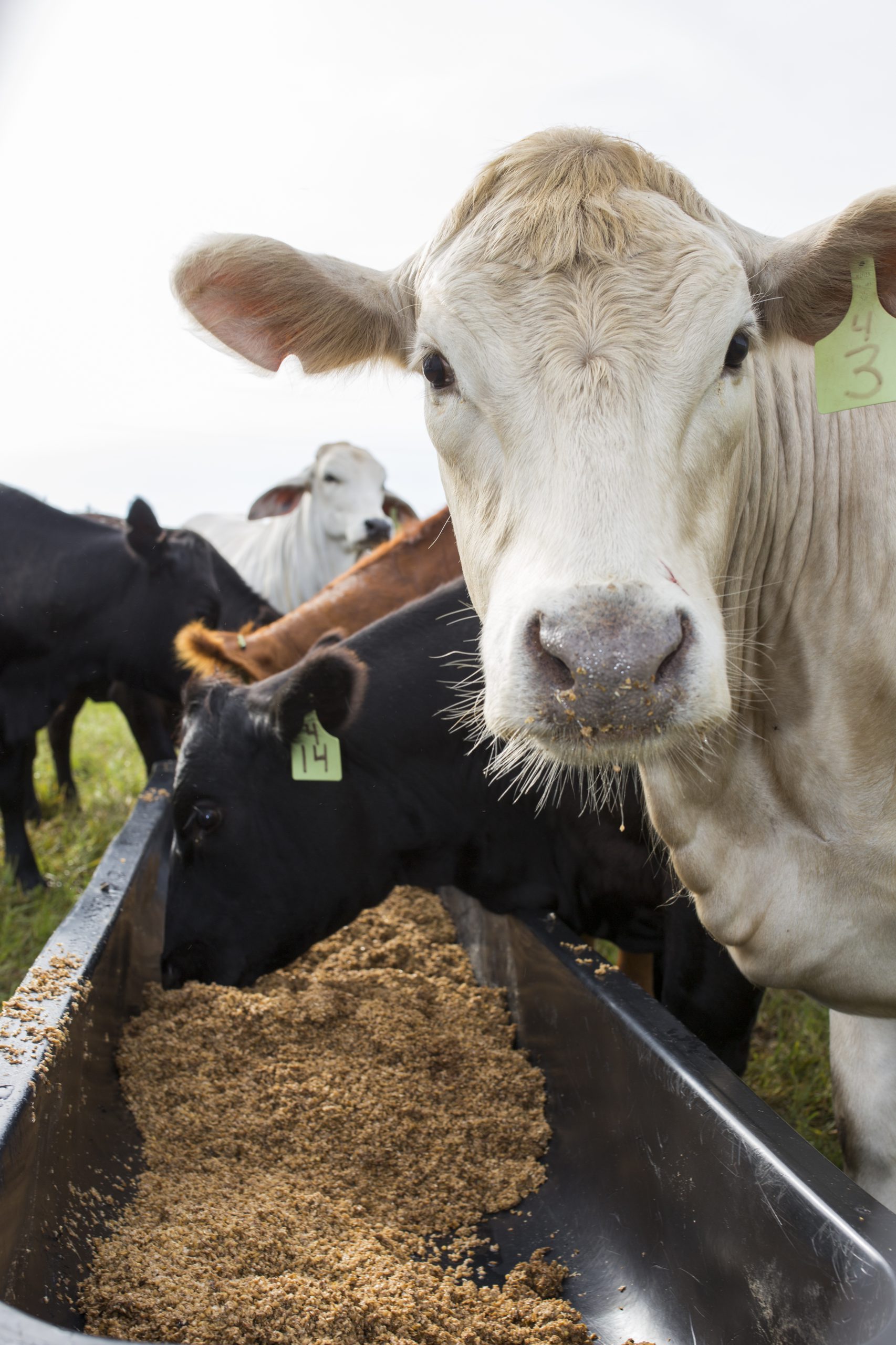 Feeding After the Frost - UF/IFAS Extension Highlands County