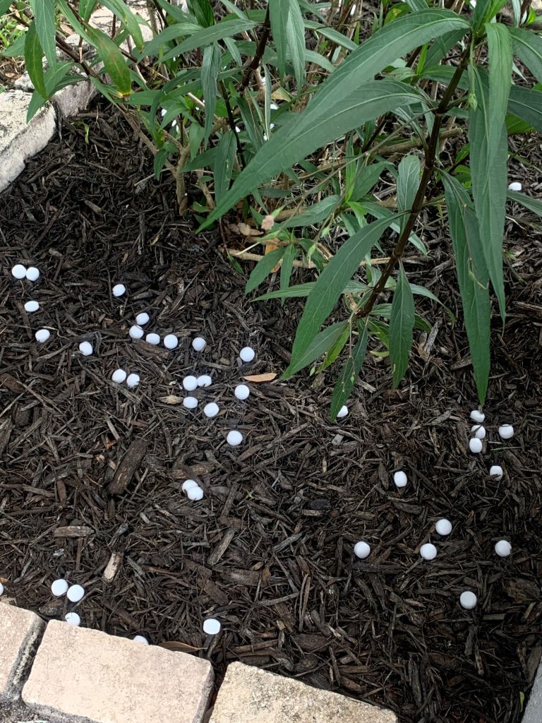 Tips from the Help Desk...Mothballs Do's, and Don'ts! May 2022 - UF ...