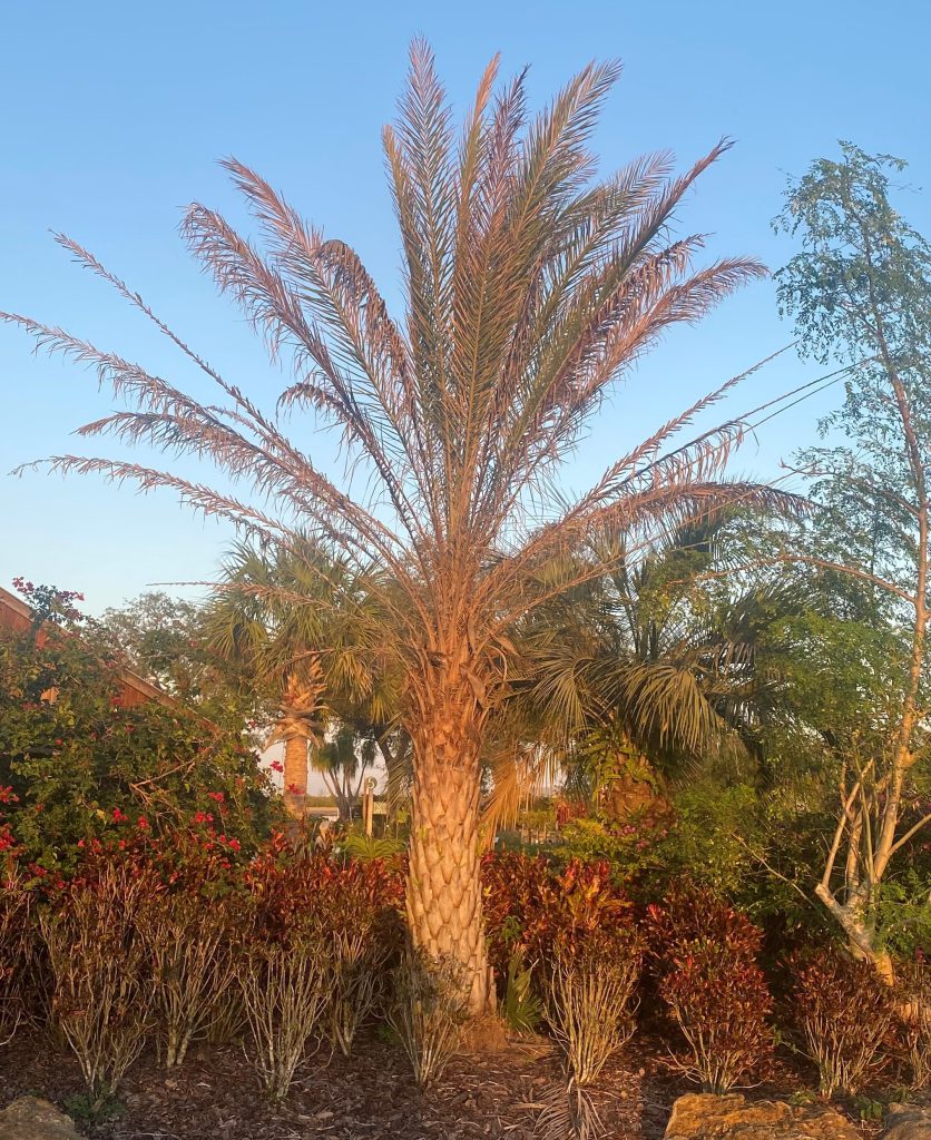 Tips from the Help Desk... What's Killing my Palm-February 2023 - UF ...