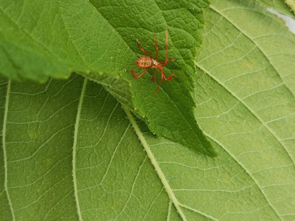 Scouting for Leaf-footed Bugs - UF/IFAS Extension Hillsborough County