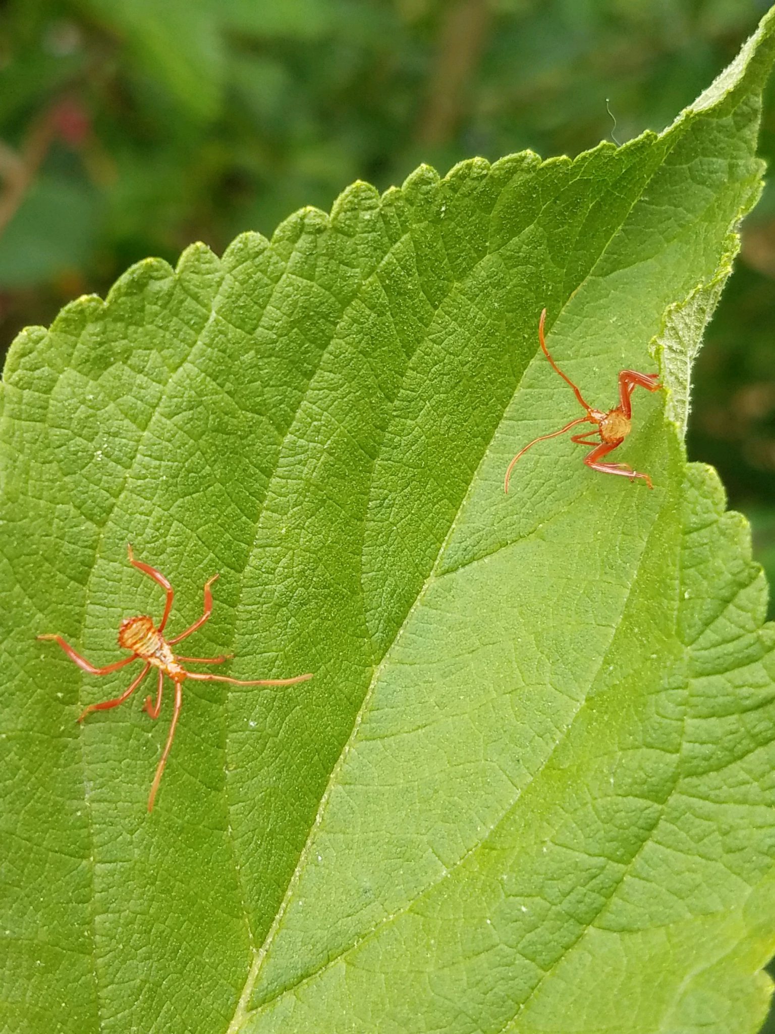 Scouting for Leaf-footed Bugs - UF/IFAS Extension Hillsborough County
