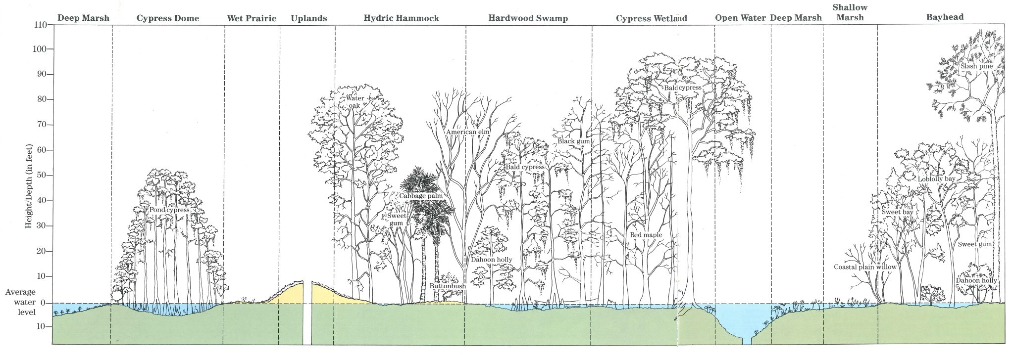 Common Wetland Types Found in Florida - UF/IFAS Extension Hillsborough ...