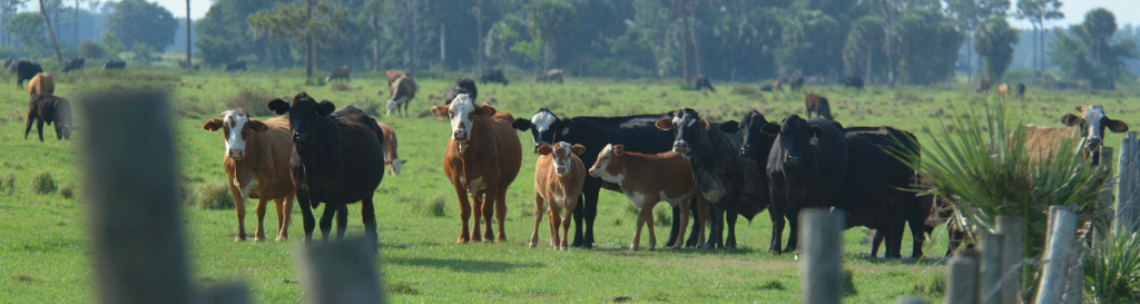 UF/IFAS Extension Hillsborough County