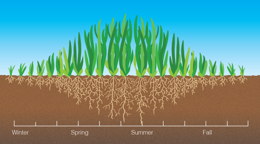 Winter Landscape Fertilization - UF/IFAS Extension Hillsborough County