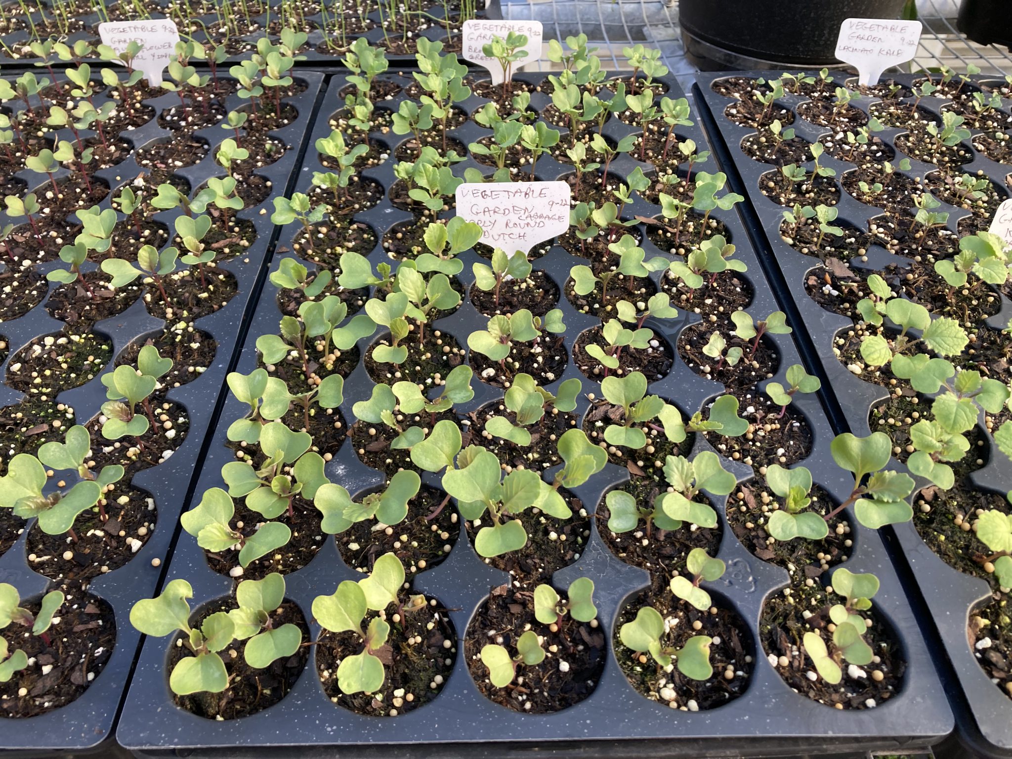 Tips for Starting a Vegetable Garden - UF/IFAS Extension Hillsborough ...