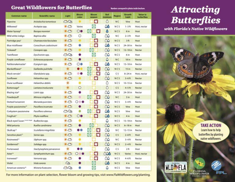 Butterfly Gardening Tips for Central Florida - UF/IFAS Extension ...