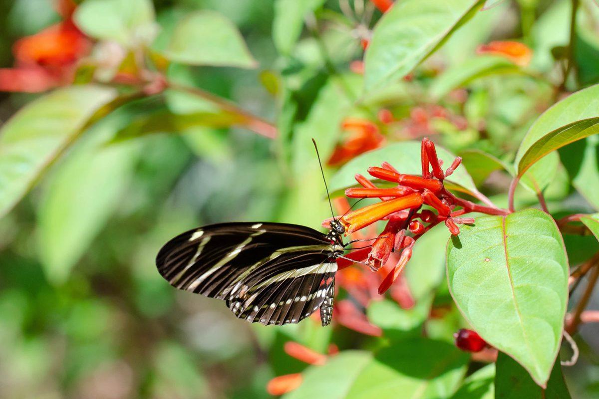 Gardening with Florida Native Plants - UF/IFAS Extension Hillsborough ...