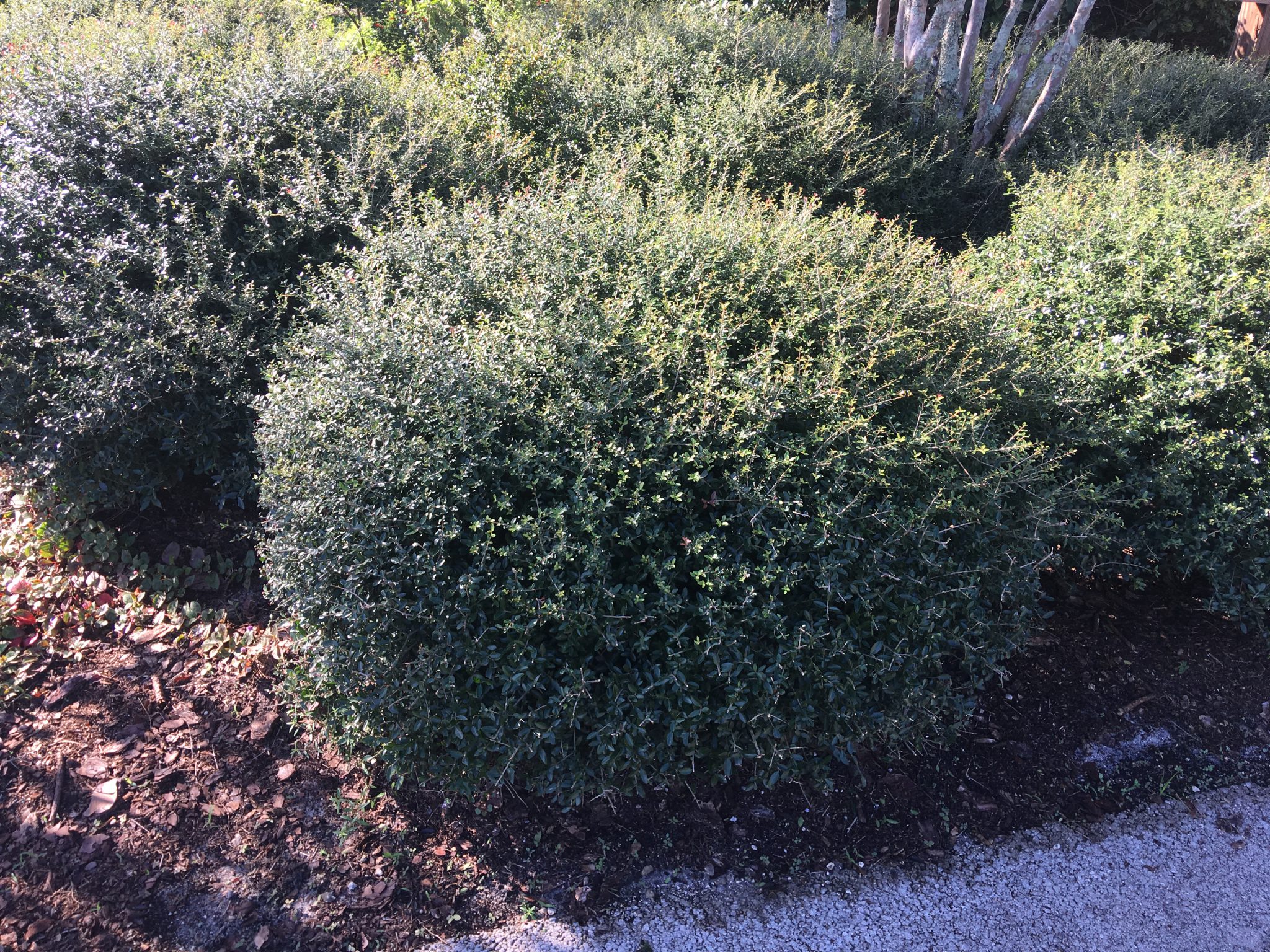 Gardening with Florida Native Plants - UF/IFAS Extension Hillsborough ...