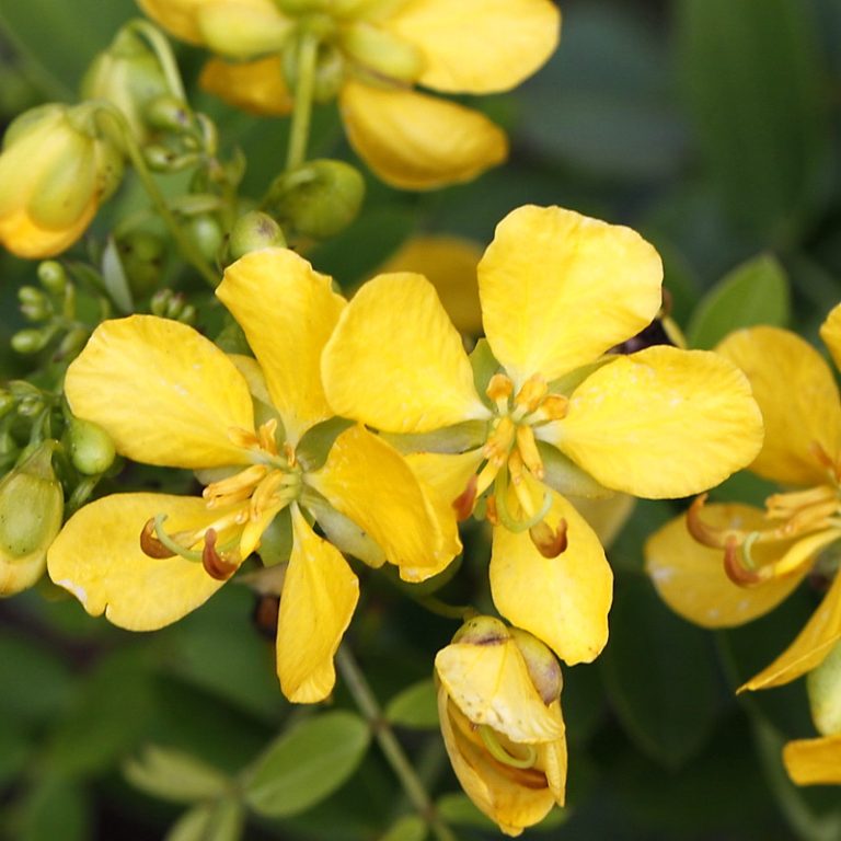 Senna ligustrina: a Native and Host plant for Sulphur Butterflies - UF ...