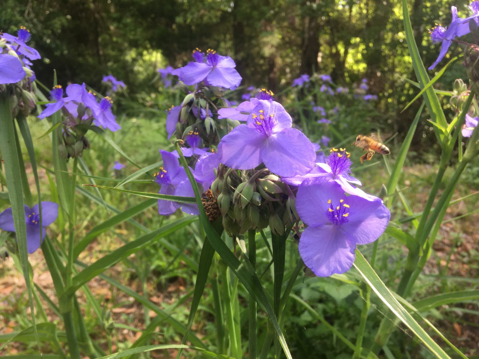 Florida Native Groundcovers for Shade - UF/IFAS Extension Hillsborough ...