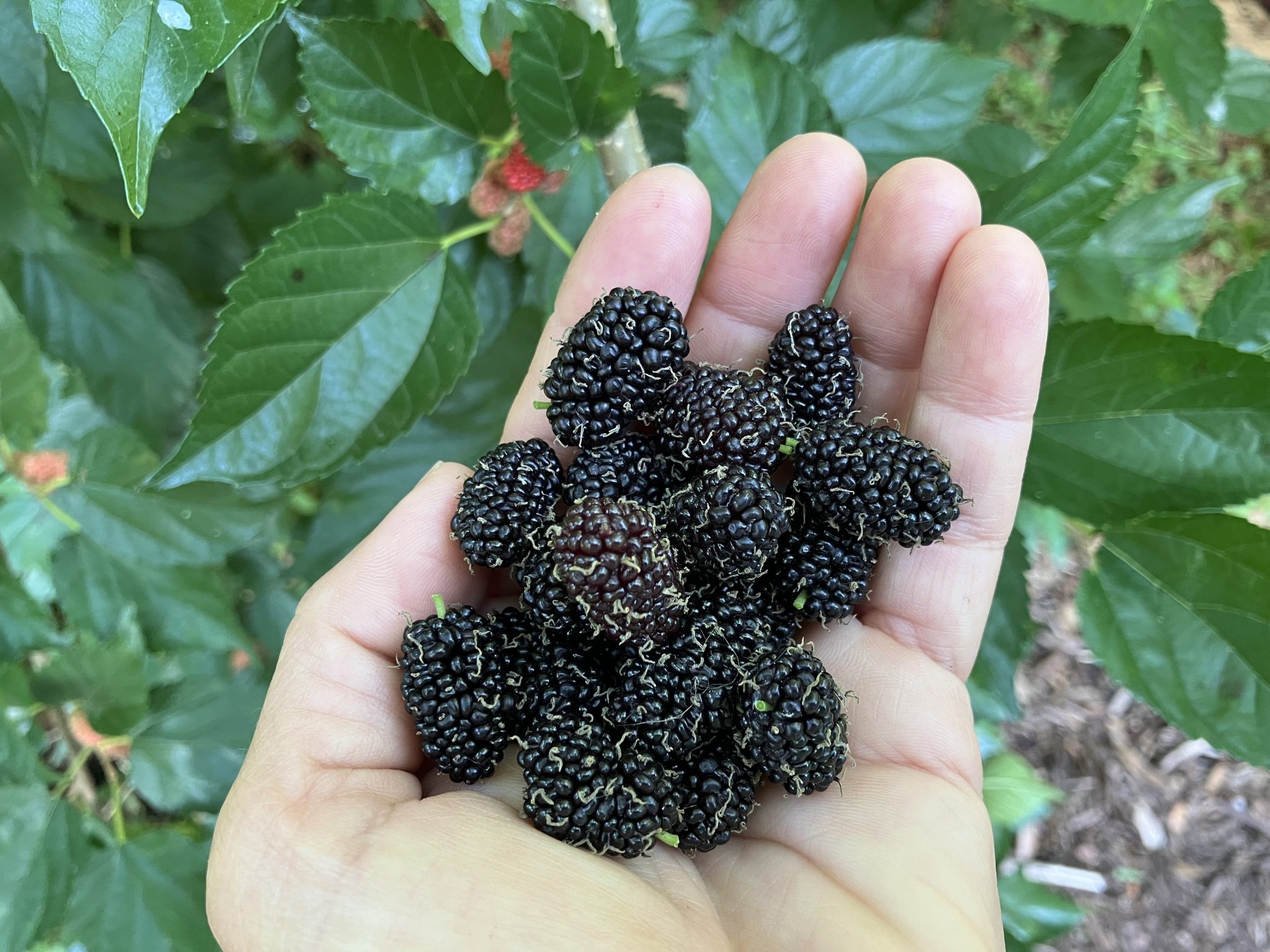 Dwarf Everbearing Mulberry Tree for your Edible Landscape - UF/IFAS ...