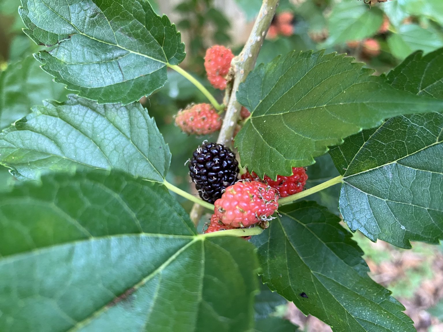 Dwarf Everbearing Mulberry Tree for your Edible Landscape - UF/IFAS ...