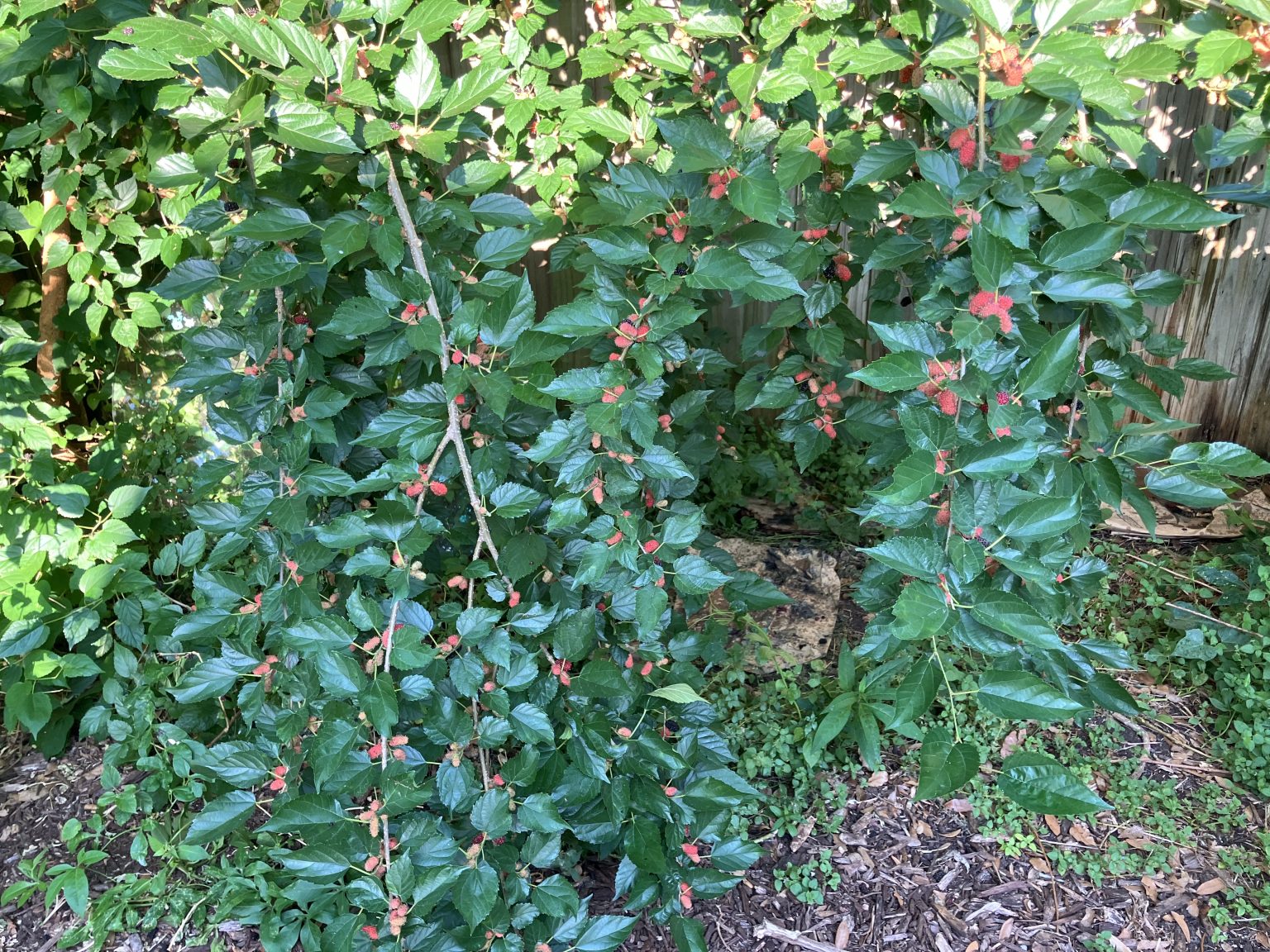 Dwarf Everbearing Mulberry Tree for your Edible Landscape - UF/IFAS ...