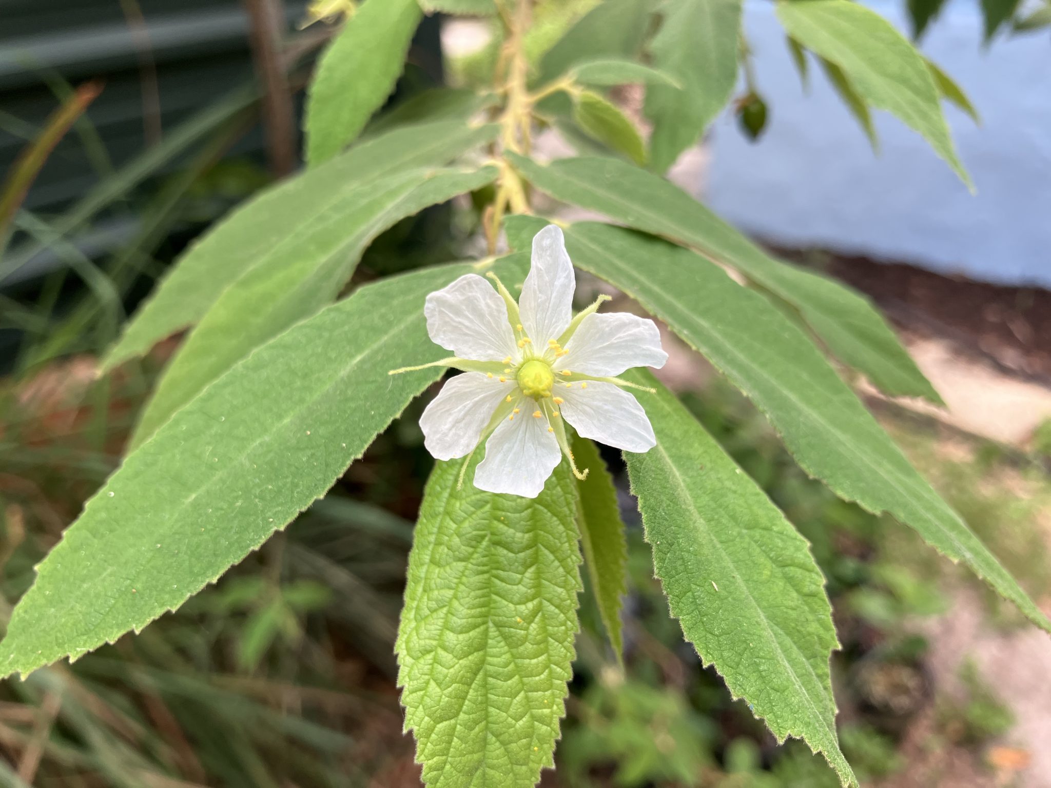 Panama Berry Tree: Muntingia calabura - UF/IFAS Extension Hillsborough ...
