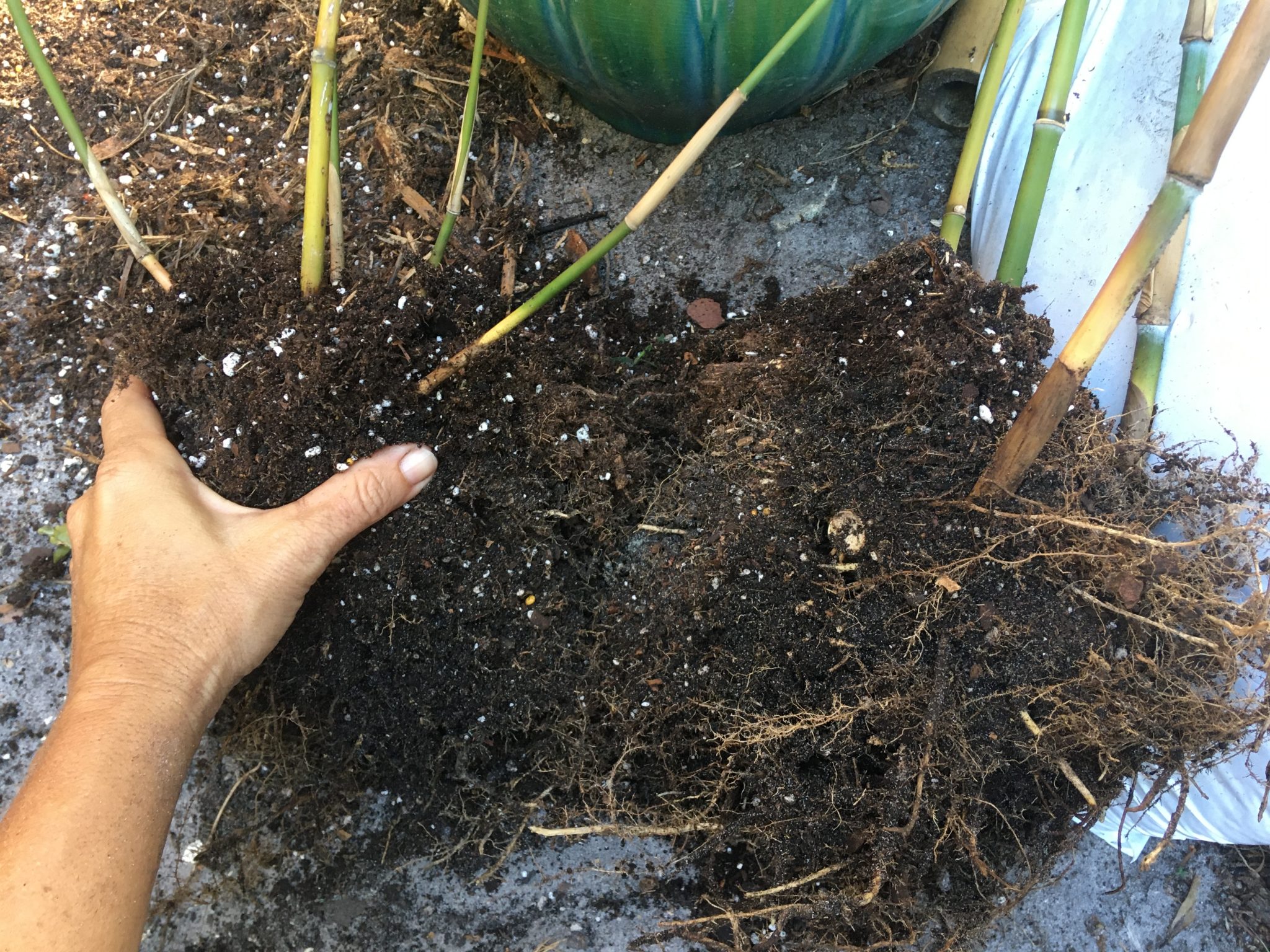 Growing Bamboo in Florida - UF/IFAS Extension Hillsborough County