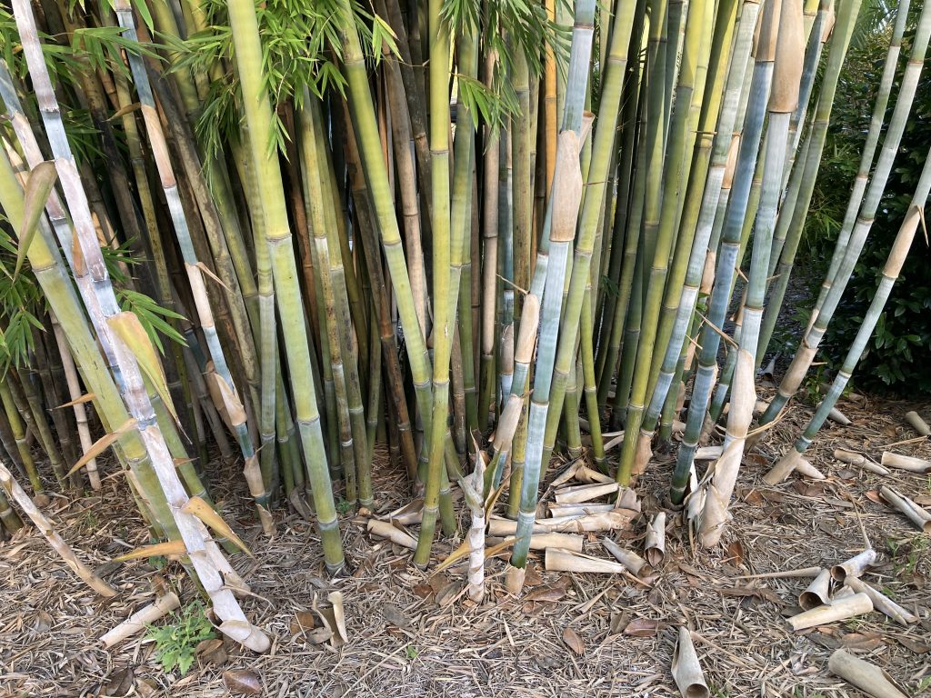 Growing Bamboo in Florida - UF/IFAS Extension Hillsborough County