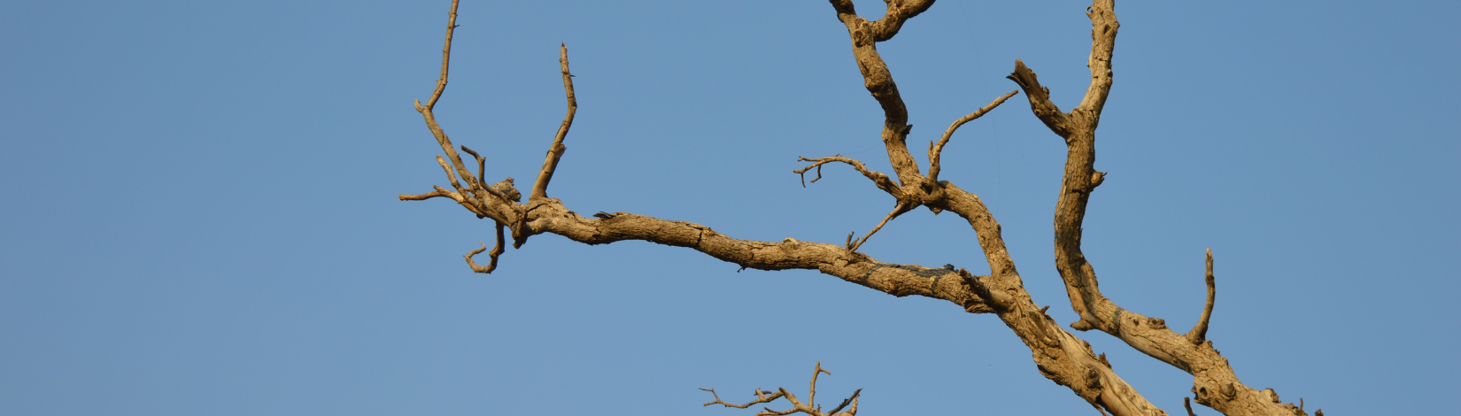 Tree-mendously Misunderstood: Clearing Up Common Tree Care Confusions ...