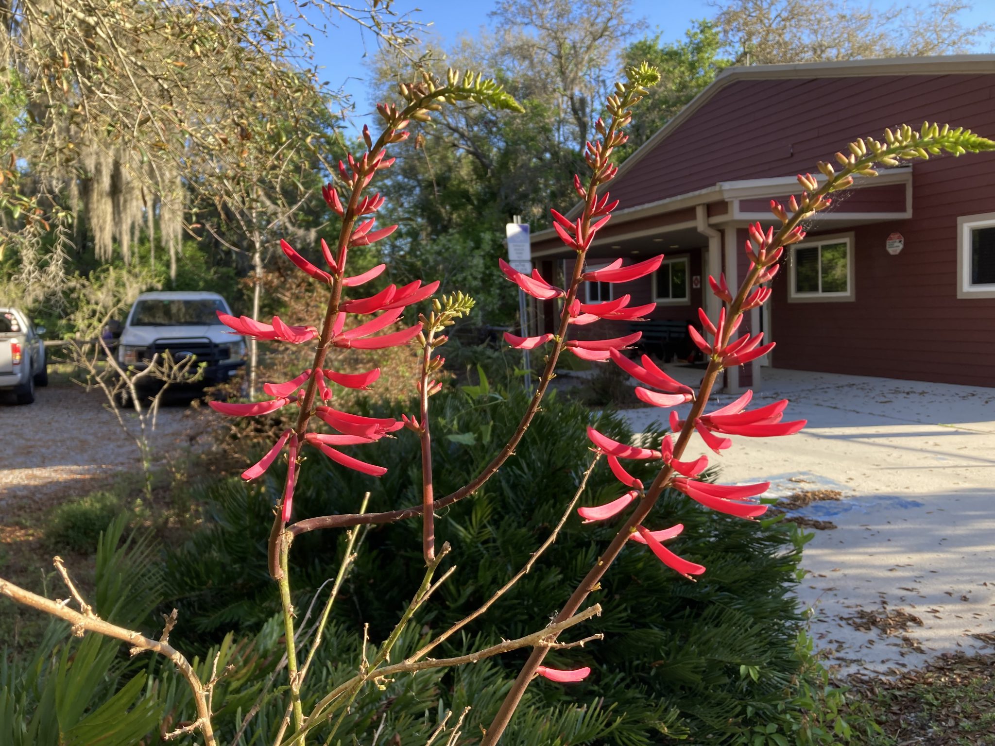 Florida Native Plants to Attract Hummingbirds - UF/IFAS Extension ...