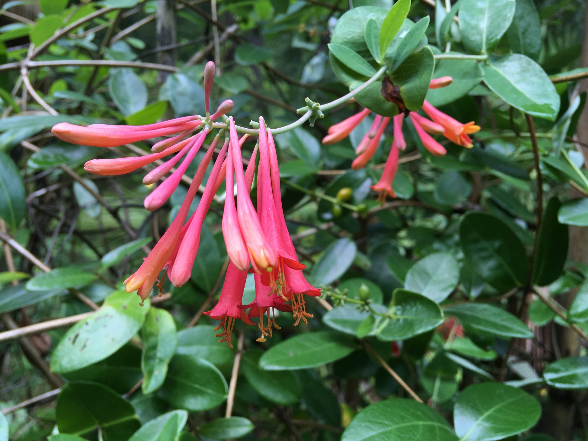 Florida Native Plants to Attract Hummingbirds - UF/IFAS Extension ...