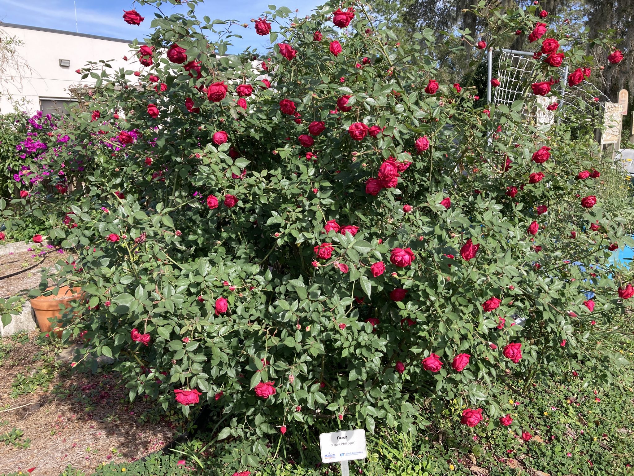 Understanding Plant Status: Native, Florida-Friendly, and Invasive ...