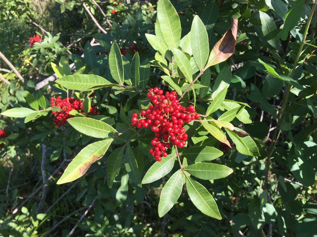 Understanding Plant Status: Native, Florida-Friendly, and Invasive ...
