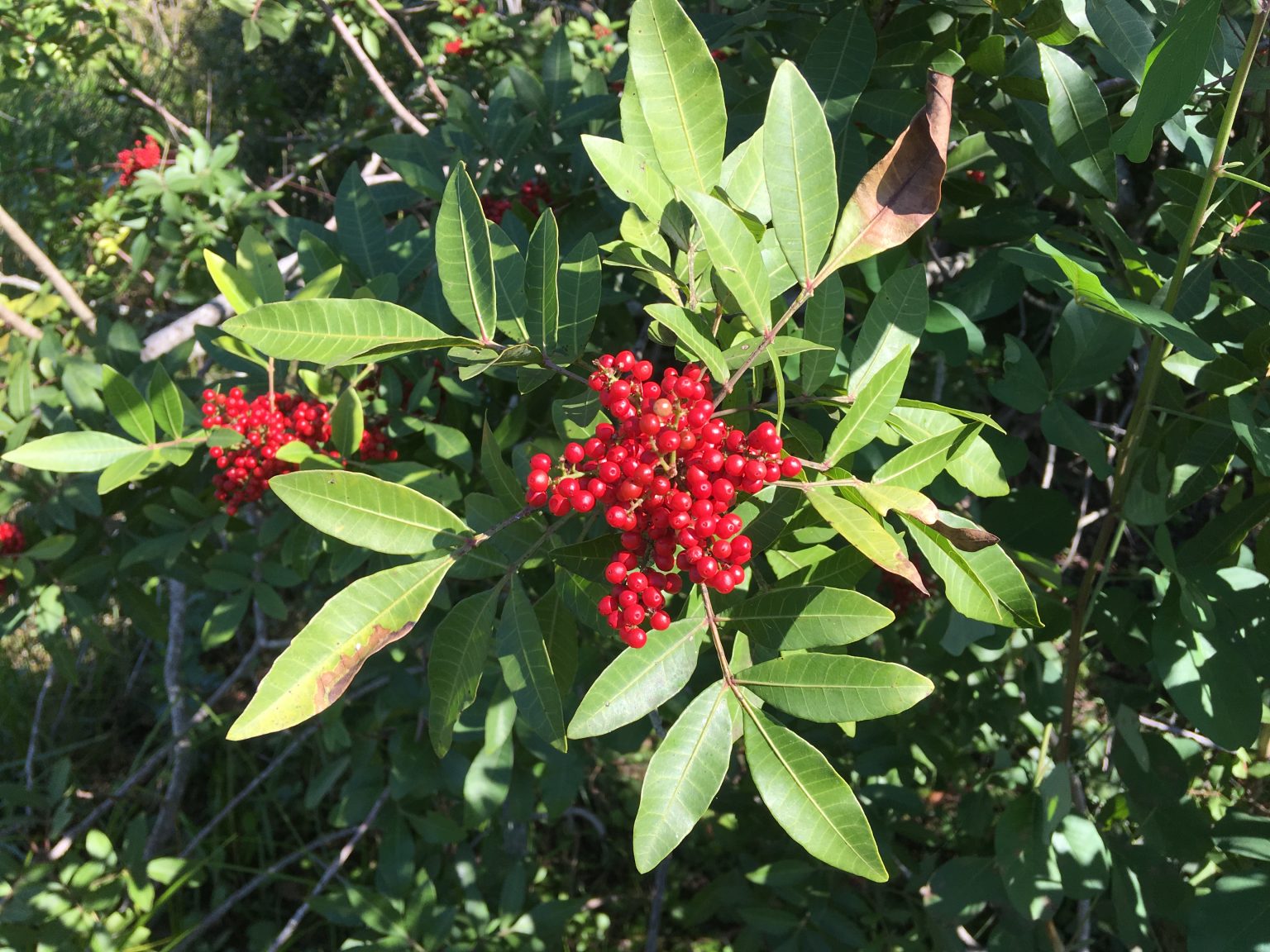 Understanding Plant Status: Native, Florida-Friendly, and Invasive ...