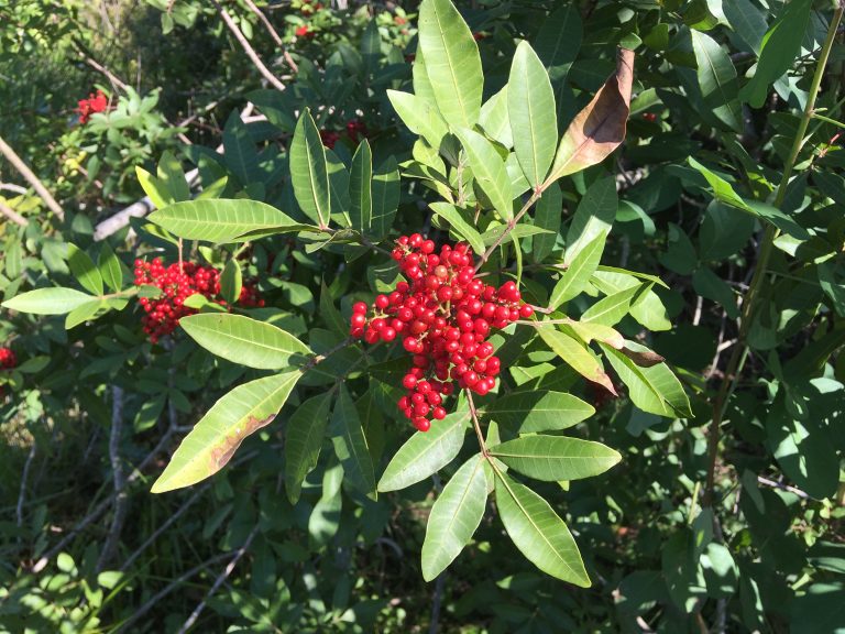 Understanding Plant Status: Native, Florida-Friendly, and Invasive ...