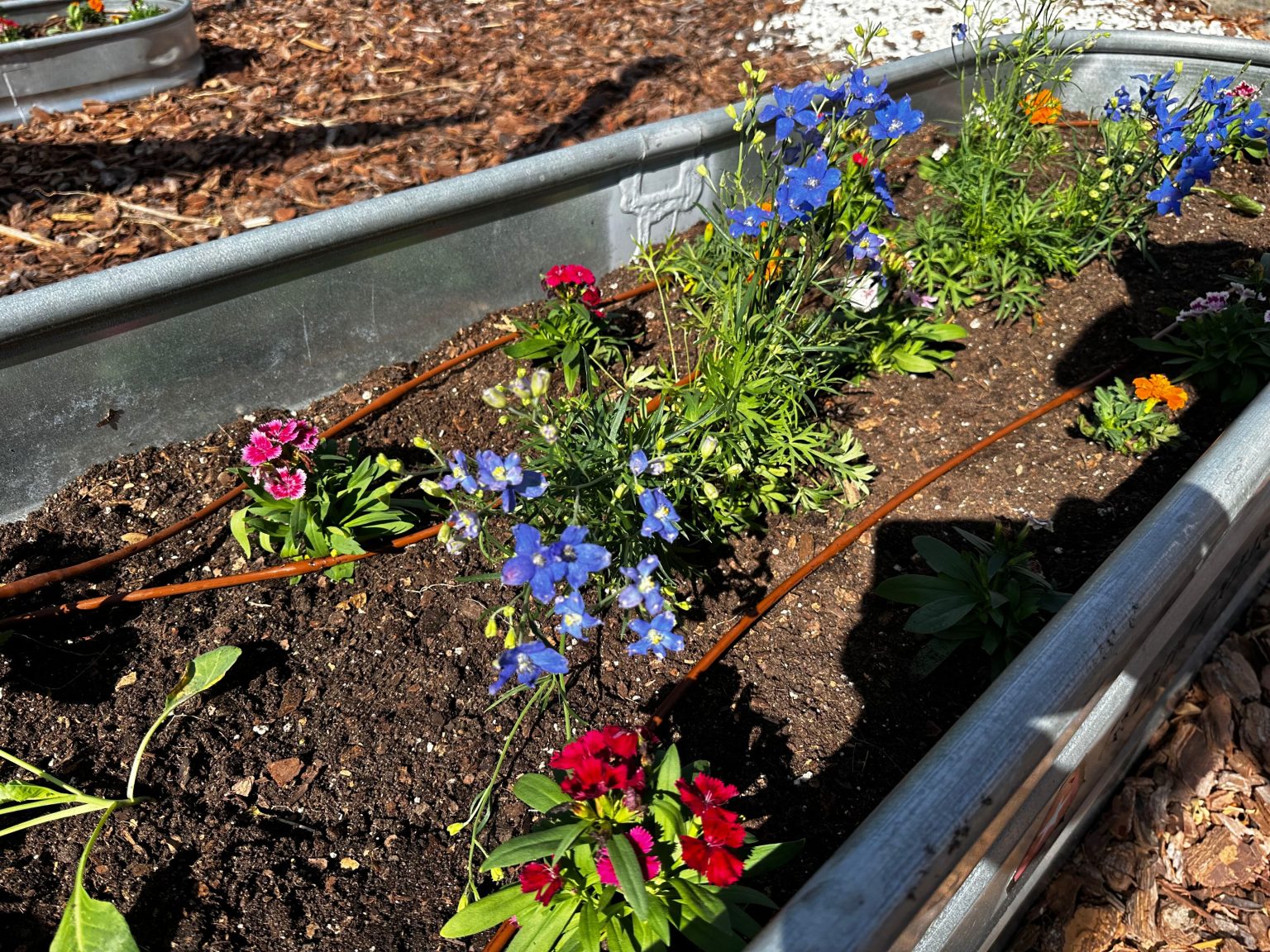 How to Succeed at Starting Seeds - UF/IFAS Extension Hillsborough County