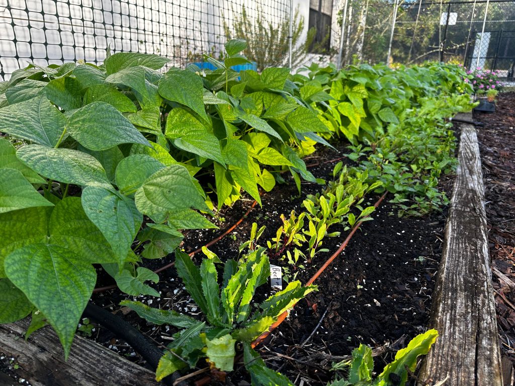 How to Succeed at Starting Seeds - UF/IFAS Extension Hillsborough County