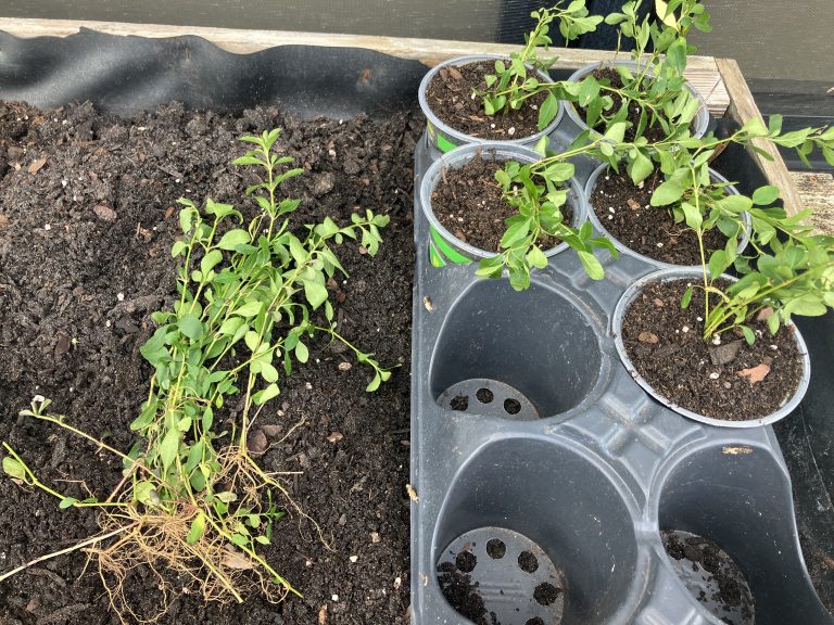 Plant Propagation 101 - UF/IFAS Extension Hillsborough County