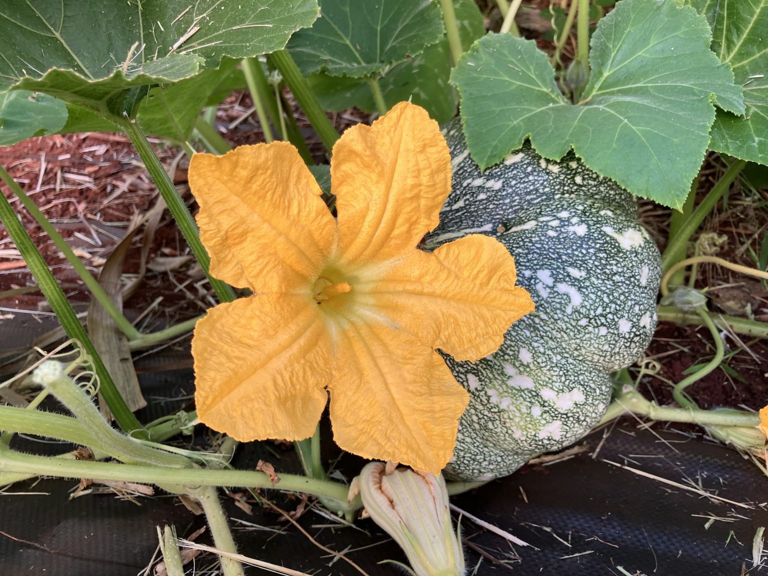 Growing Seminole Pumpkin in Florida - UF/IFAS Extension Hillsborough County
