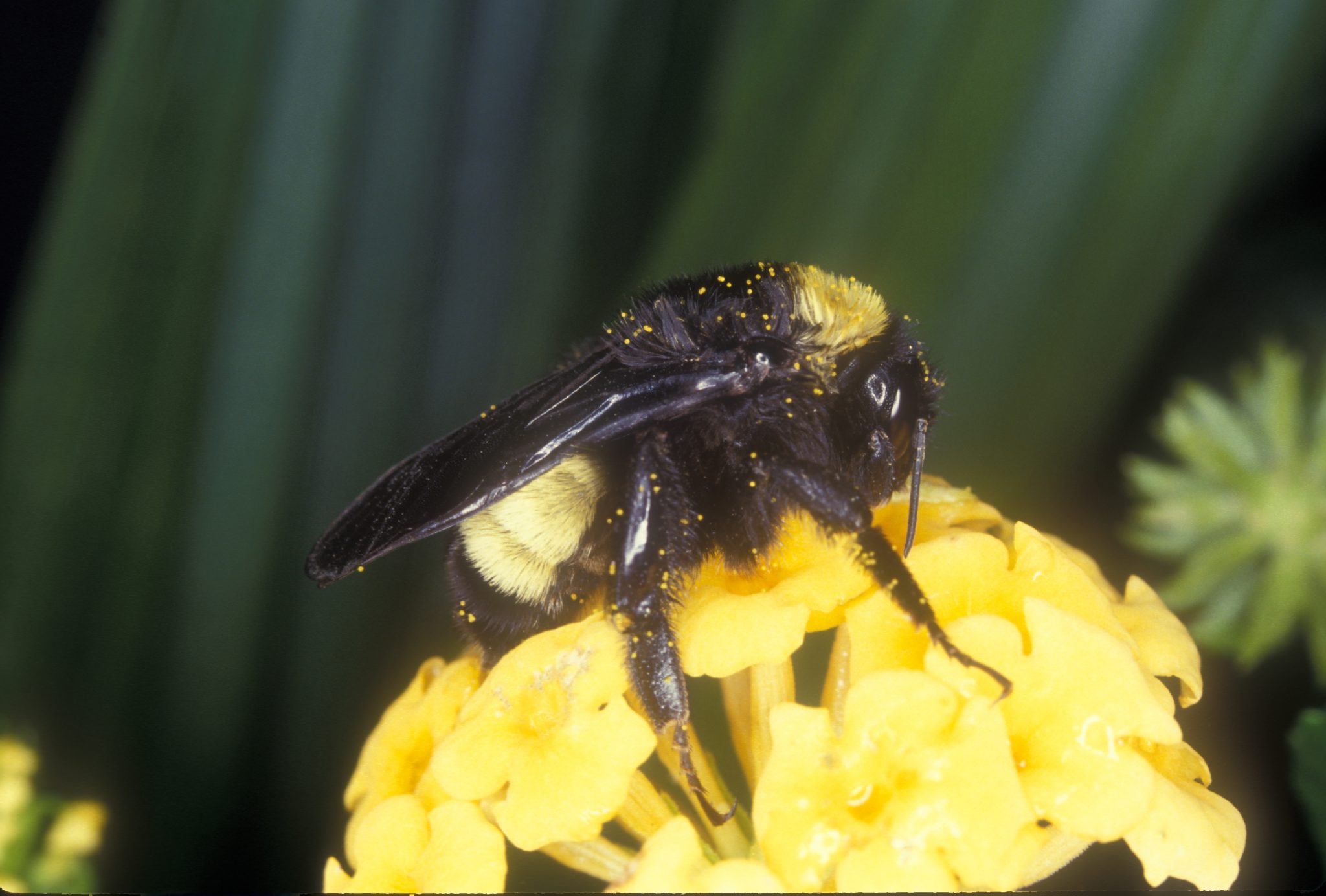 Great Southeast Pollinator Census - Hillsborough County - UF/IFAS ...