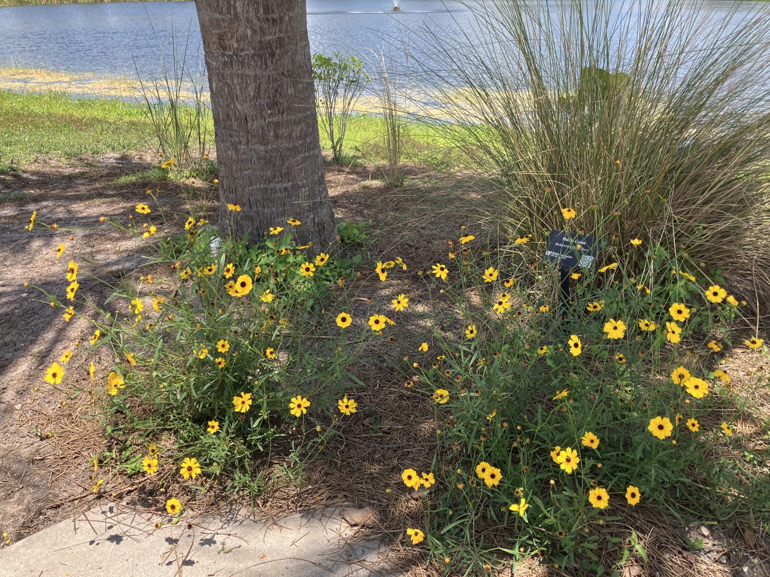 Success Story: UF/IFAS Extension Launches Pollinator Corridor in Tampa ...