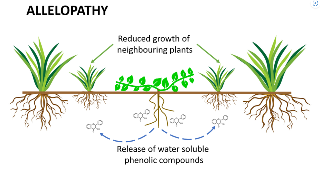 Allelopathy: Science-Based Weed Management for Florida Landscapes - UF ...